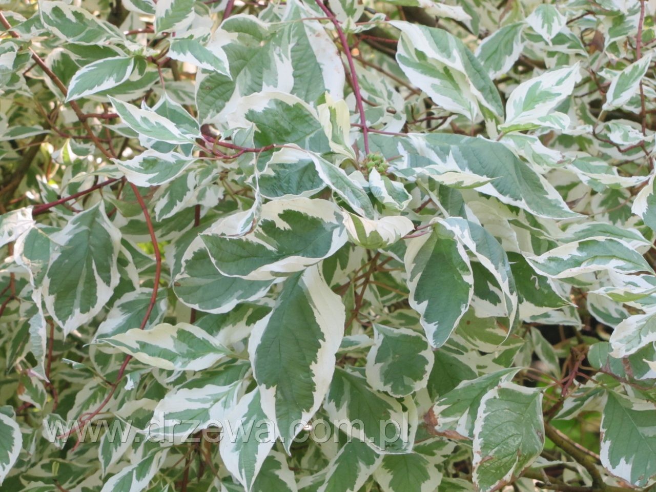 Dereń biały Sibirica variegata - 7433760033 - oficjalne archiwum allegro
