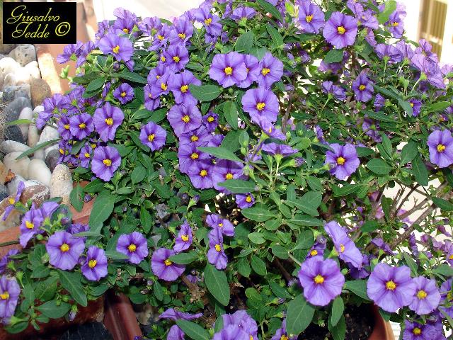 Solanum Rantonetti,psianka 170 cm drzewko - 7278955827 - oficjalne ...