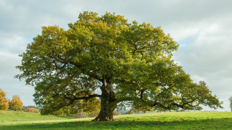 Wysoko wyrastające drzewa liściaste o rozłożystych koronach - gdzie i ...