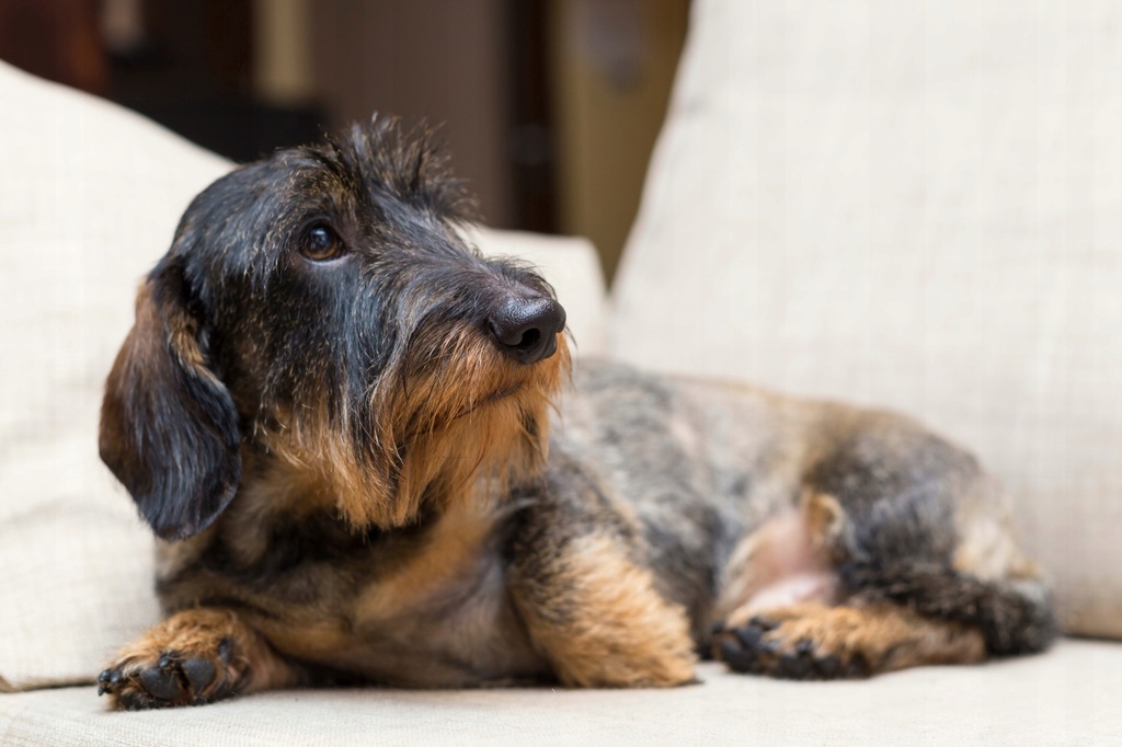 Jamnik Szorstkowłosy miniaturowy, śliczny, rodowód - 7579137445 ...