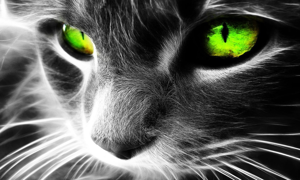 Kot z zielonymi oczami Fantasy Art piękny plakat - 7365456499 - oficjalne archiwum Allegro