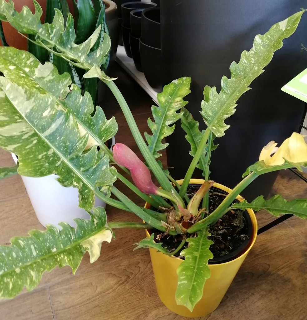 Filodendron Philodendron narrow Ring Of Fire - 7587210051 - oficjalne ...