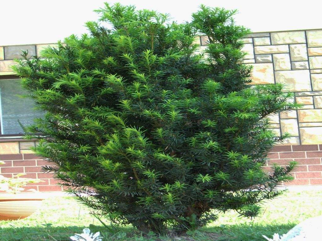 Cis pospolity Taxus baccata żywopłot 40cm drzewo - 6940678037 ...