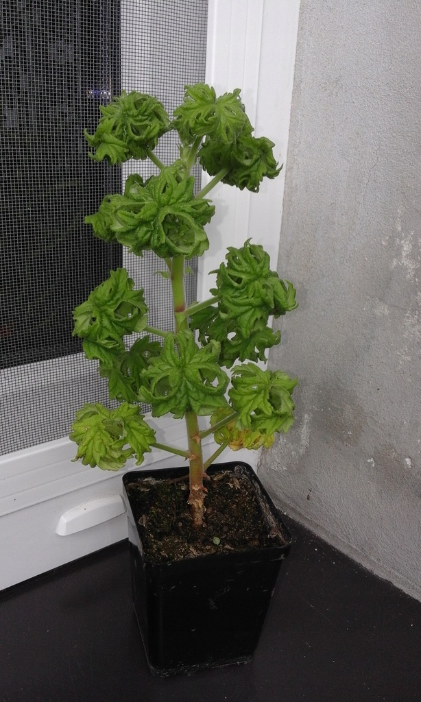 Pelargonia pachnąca, geranium, anginka, cytrynka. - 7723995577 ...