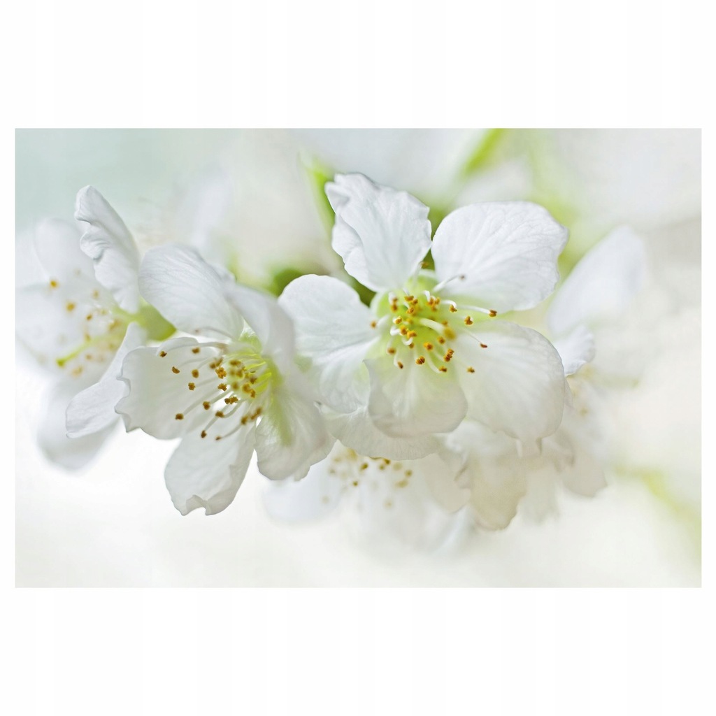 IKEA PJATTERYD obraz na płótnie 118x78cm kwiaty - 7728643276 ...